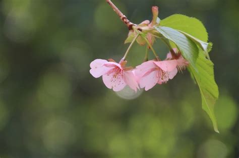 東大山の河津桜・1♪ Happy Cafevol2