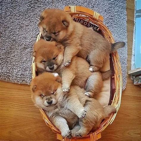 听说柴犬很倔强，这种性格适不适合饲养？ 哔哩哔哩