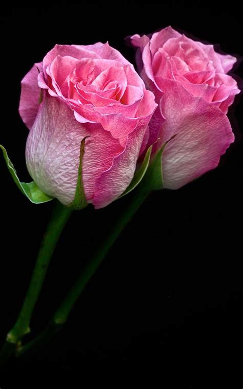 Supreme Rose Wallpapers - Wallpaper Cave