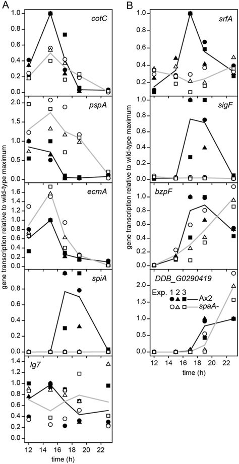 Expression Of Cell Type Specific Genes In Spaa Cells Wild Type Ax2