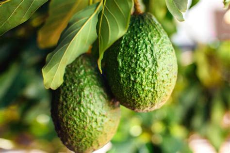 Avocado Tree Climate Tips On Where It Grows Happy