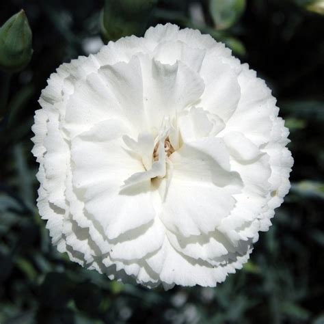 Hybrid Pink Devon Dove Dianthus X Hybrida