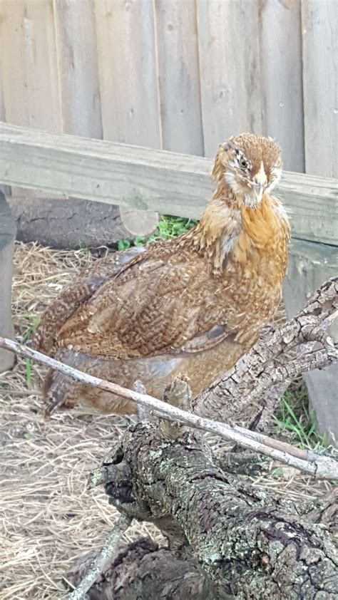 Easter Egger Cockerel Or Pullet Backyard Chickens Learn How To