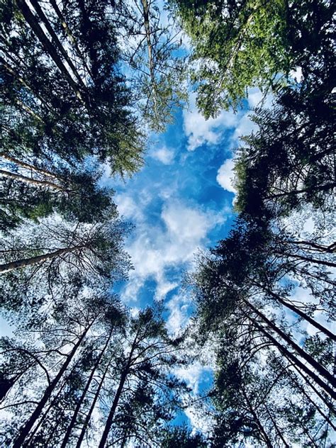 Cielo Árboles Nubes Foto gratis en Pixabay Pixabay