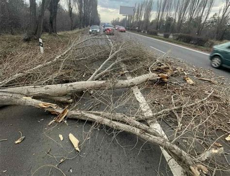 Երևան Սևան ավտոճանապարհին ծառը տապալվել է և վնասել 2 ավտոմեքենա