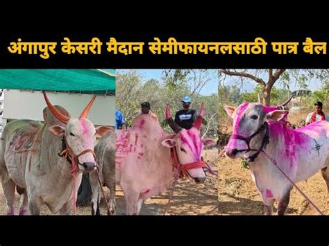 अगपर कसर मदनत समफयनलसठ पतर बल जडय kgbailpremi YouTube