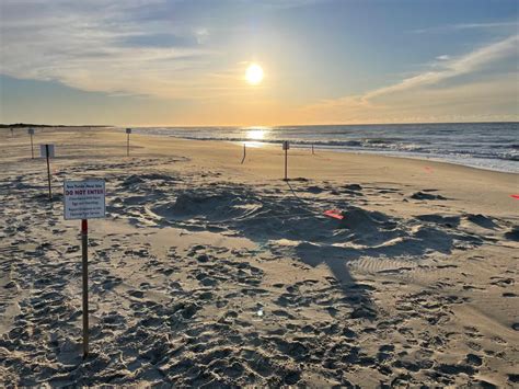 Rare Leatherback Nest Marks Start Of 2026 Sea Turtle Season At Cape