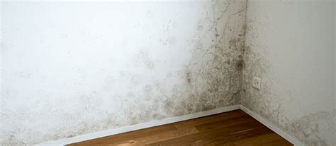 Mold Damage How Do You Know If Mold Is Behind Drywall