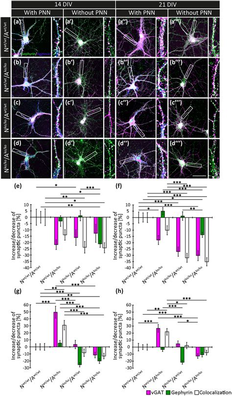 Expression Of The Synaptic Puncta Vgat And Gephyrin In Hippocampal