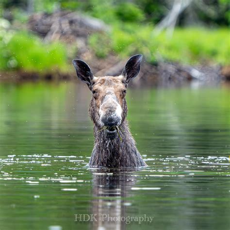 Moose Album On Imgur