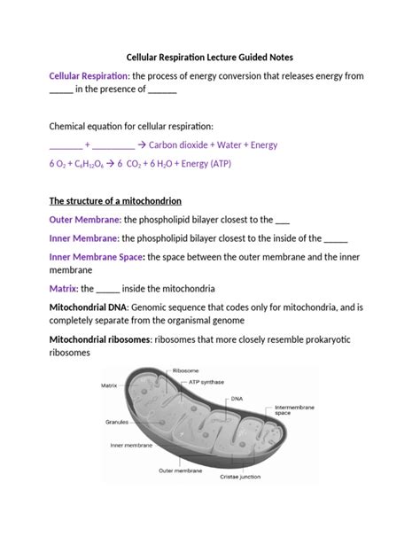 Cellular Respiration Lecture Guided Notes Pdf