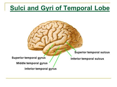 Inferior Temporal Sulcus