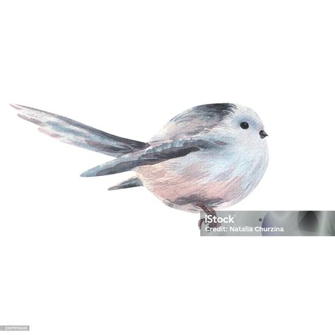 긴 꼬리 젖꼭지 검은 깃털이 달린 회색 조류 측면 매우 귀엽고 재미 있고 현실적입니다 손으로 그린 수채화 그림 배경에서 분리된 별도의 요소입니다 검은색에 대한 스톡 벡터