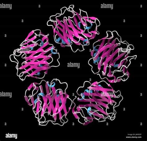 C Reactive Protein Crp Human Inflammation Biomarker Protein