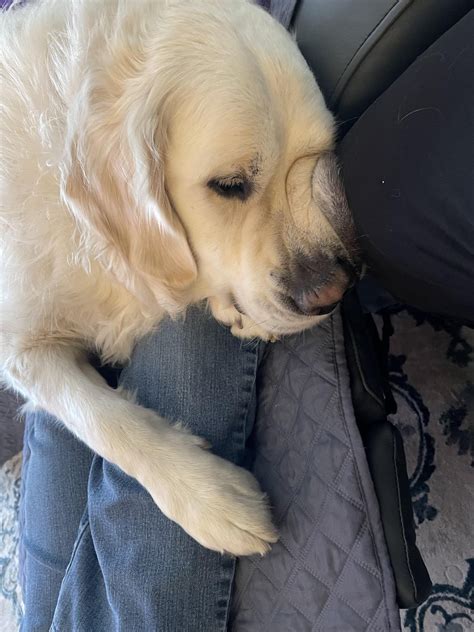 Big Squish Rsquishypuppers