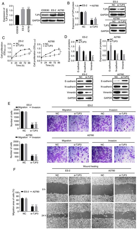 Tjp3 Expression And Function In Oc A Tjp3 Protein Expression Level