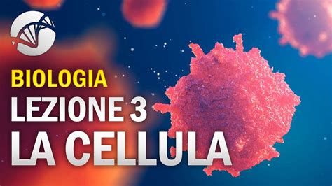 Biologia Lezione 3 La Cellula Eucariota Biologia Scienza Cellulare
