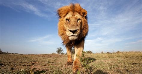 Donate Today To Protect Lions Wwf Uk