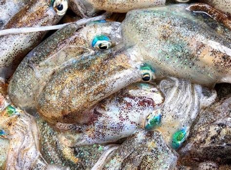 Hải Sản Đà Nẵng đặc Sắc Mực Nháy Hấp Gừng