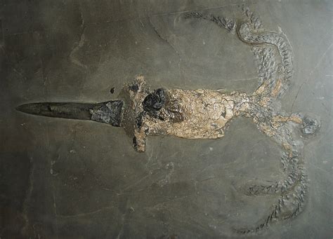 Belemnite Wiktionary The Free Dictionary
