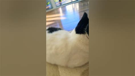My Cat Coco Youtube