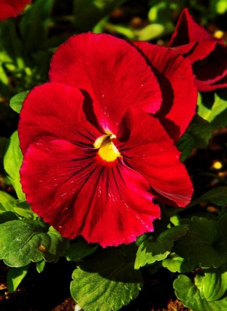 Red Spring Flowers Picture Of Beautiful Red Panies