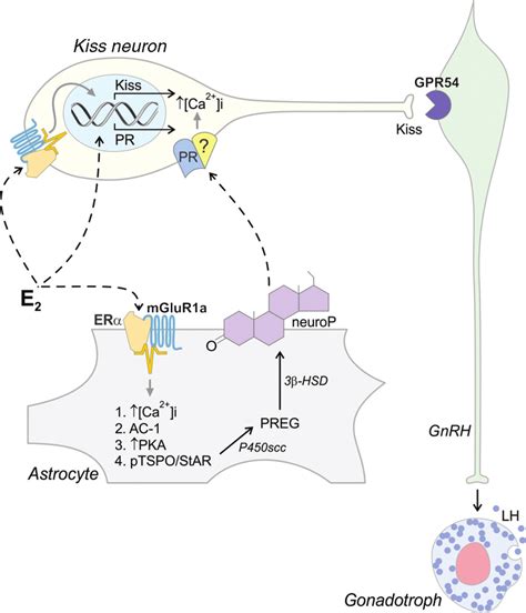 a model showing proposed estradiol e2 actions on download