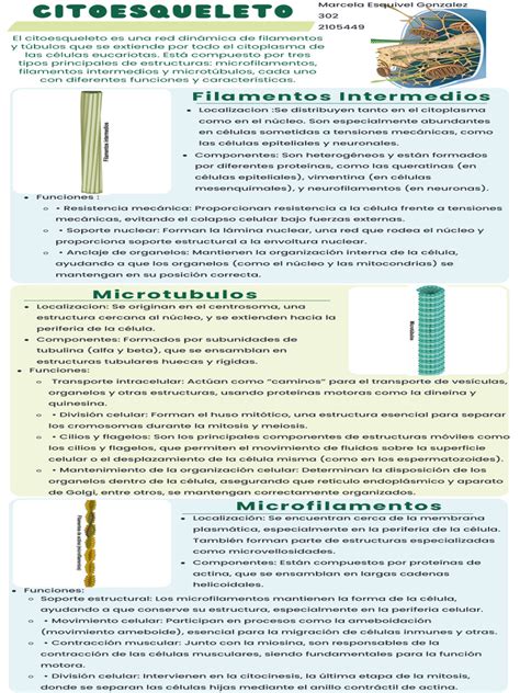 Citoesqueleto Pdf Nucleo Celular Mitosis
