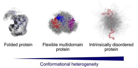 Conformational Heterogeneity In Proteins Proteins Do Not Exist As Rigid