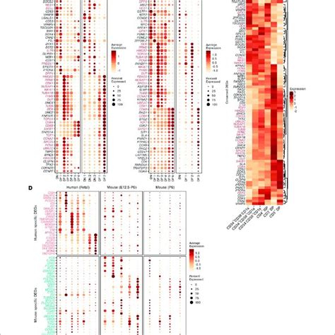 Conserved And Species Specific Features Of Thymocyte Differentiation
