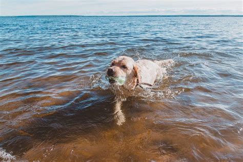 Een Reddingshond Volgt Een Opleiding In Water Stock Afbeelding Image