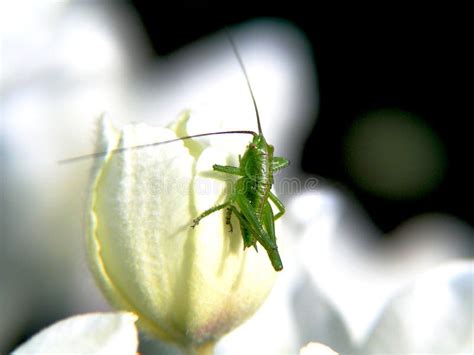 A Tiny Grasshopper Climbing Stock Image Image Of Grasshopper Digital
