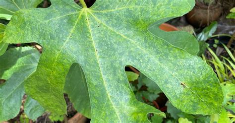Fig Mosaic Virus Keep An Eye Out For This Disease David Hurrion