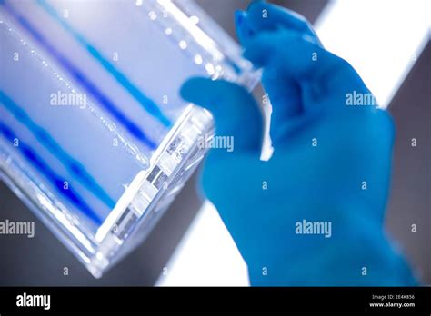 Dna Sequencing Gel Hi Res Stock Photography And Images Alamy