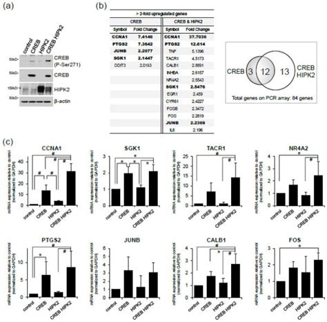 Arsenic Induced Activation Of The Homeodomain Interacting Protein