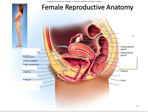 Female Reproductive System Diagram Quizlet