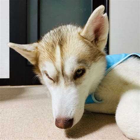 【写真あり】愛犬が他の犬に噛まれました【誰にでも起こり得ます】
