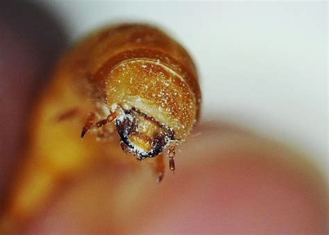 Flesh Eating Insectsnot As Scary As Youd Think