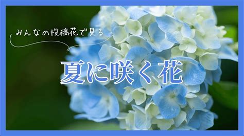 【夏の花一覧】夏に咲く花といえば？名前と特徴をご紹介 Youtube