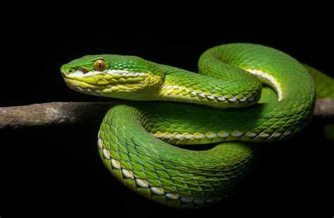 2048x1338 2048x1338 Reptile Snake Animals Wallpaper Coolwallpapersme