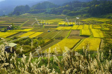 山形県 朝日町 椹平の棚田 126743239 の写真素材 アフロ