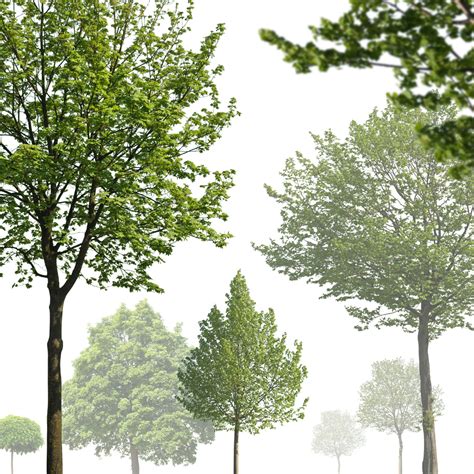 Xoio Air 10 Free Cutout Trees From Tony Textures Xoio Air