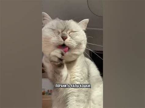 Какой наполнитель для кошачьего лотка лучше выбрать #кот #коты #shorts ...