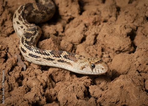 Sonoran Gopher Snake