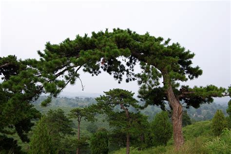 苍松翠柏 苍松翠竹 苍松图片 文秘苑图库