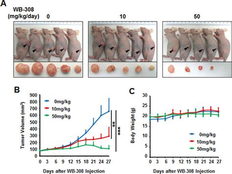 WB 308 Inhibits The Growth Of Patient Derived NSCLC Tumor Xenografts