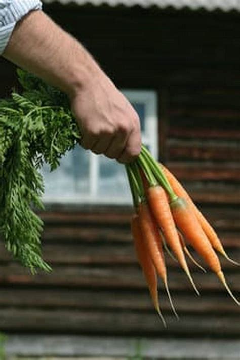 Vegetable Gardening 101 For Dummies — Vegetable Gardening News