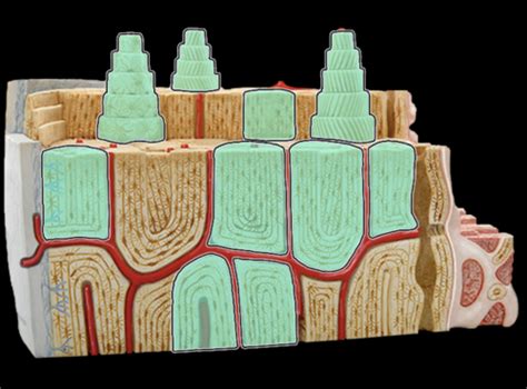 Bone Microanatomy Model Flashcards Quizlet