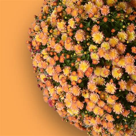 Flamingo Pineapple Pink Potted Garden Mum Flourish Farmette