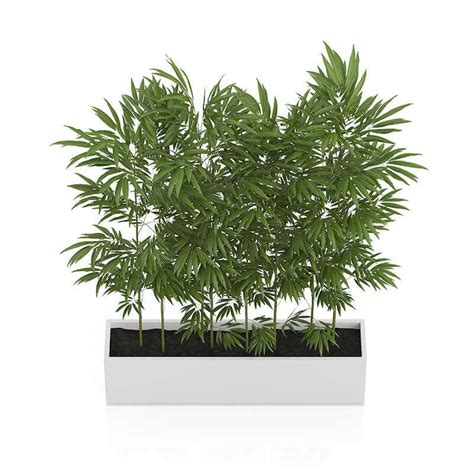 Bamboos In Large Rectangular Pot 3d Model By Cgaxis
